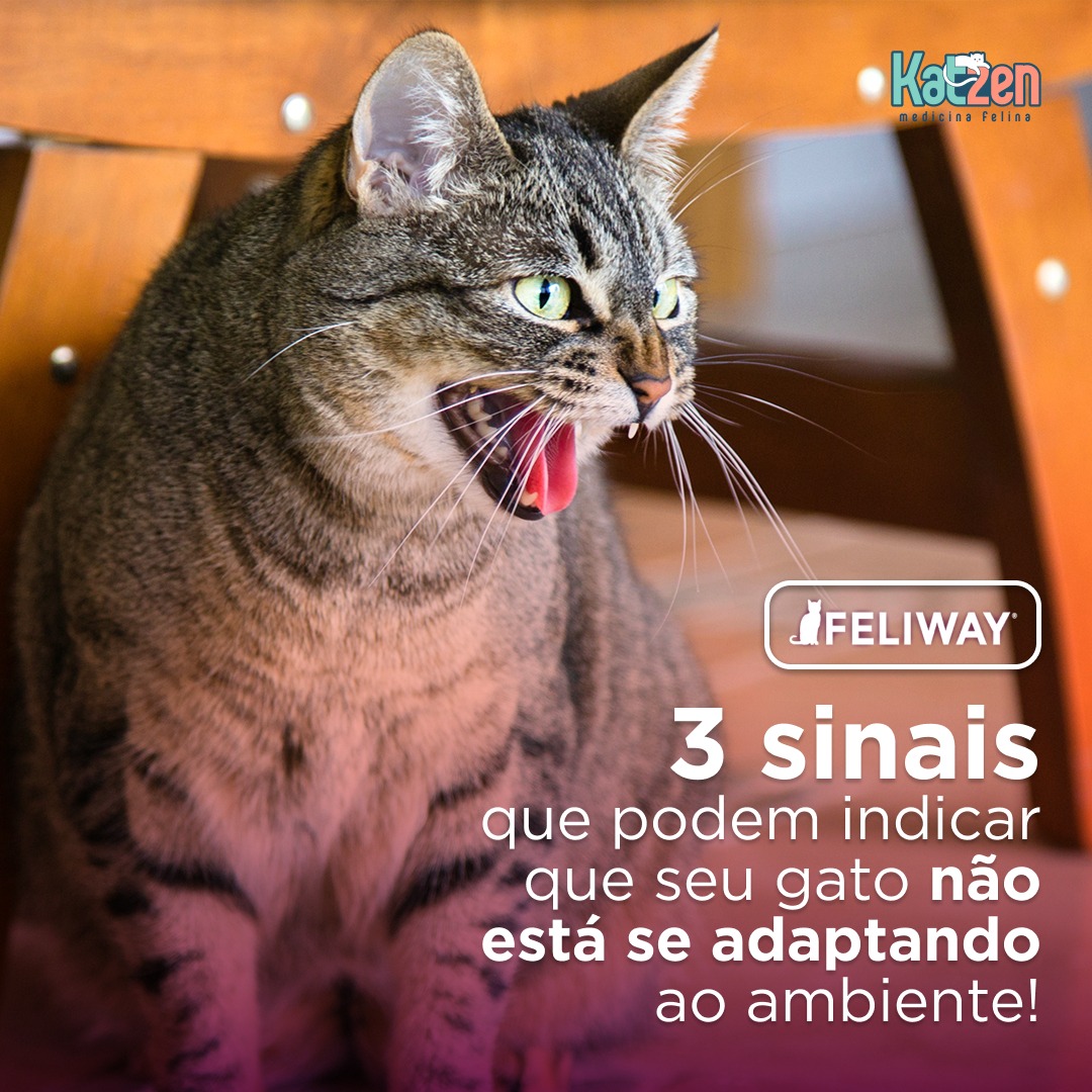 Uveíte felina: Conheça a doença que afeta os olhos do gato! - Clínica ...
