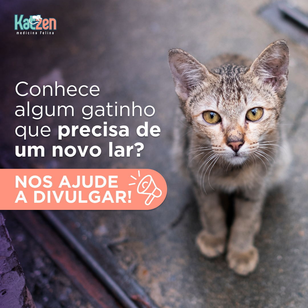 Uveíte felina: Conheça a doença que afeta os olhos do gato! - Clínica ...