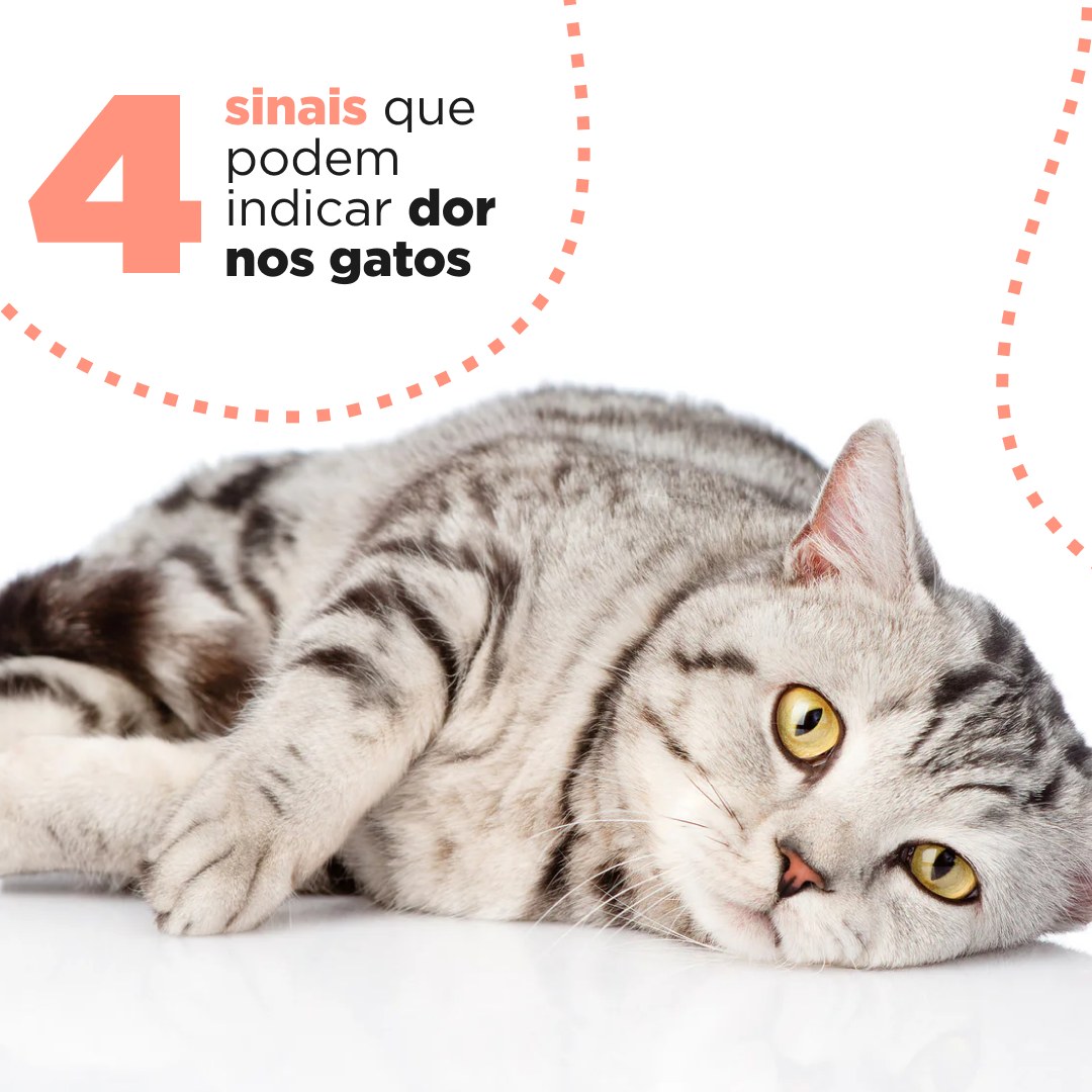 Dermatite em Gatos: Conheça os sintomas e tratamentos - Clínica Katzen