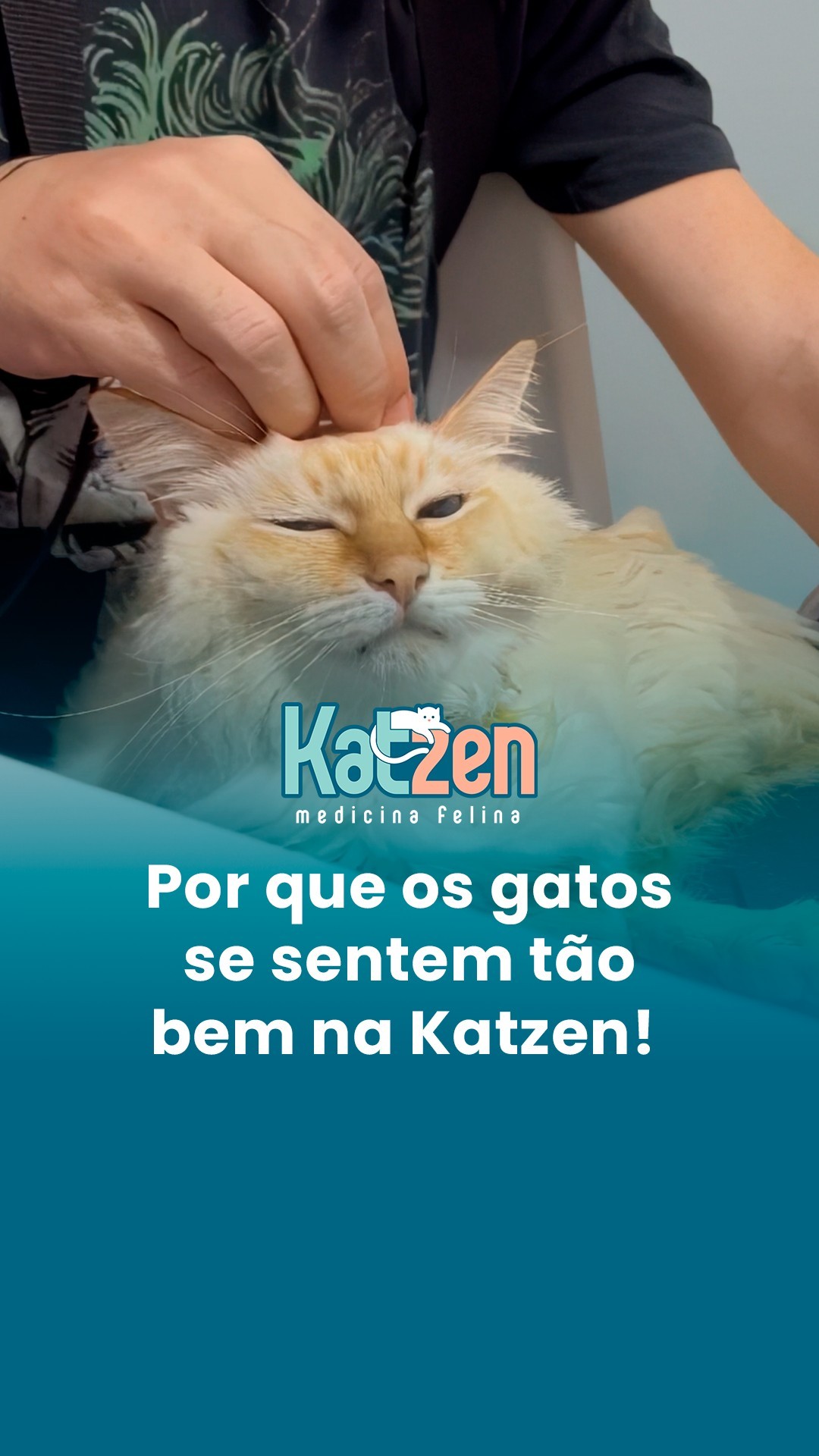 Dermatite em Gatos: Conheça os sintomas e tratamentos - Clínica Katzen