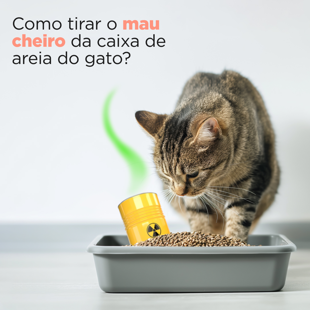 Dermatite em Gatos: Conheça os sintomas e tratamentos - Clínica Katzen