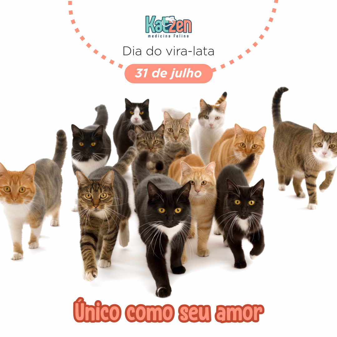 Dermatite em Gatos: Conheça os sintomas e tratamentos - Clínica Katzen